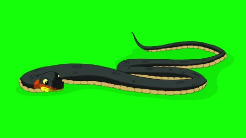 The snake is crawling chroma key 4K anim... | Stock Video | Pond5