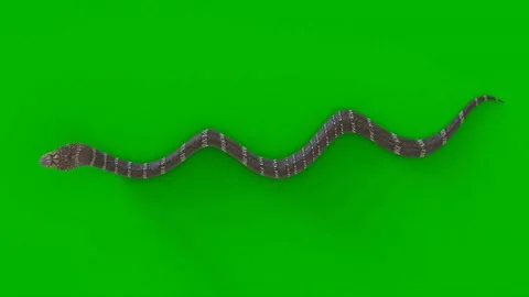 Snake Bite Screen Stock Footage ~ Royalty Free Stock Videos | Pond5