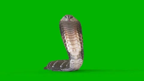 Snake Crawling on Green Screen 02 | Stock Video | Pond5
