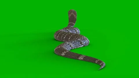 Snake Bite Screen Stock Footage ~ Royalty Free Stock Videos | Pond5