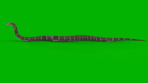 Snake Bite Screen Stock Footage ~ Royalty Free Stock Videos | Pond5