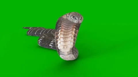 Snake Bite Screen Stock Footage ~ Royalty Free Stock Videos | Pond5