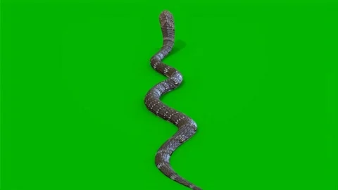 Snake Bite Screen Stock Footage ~ Royalty Free Stock Videos | Pond5