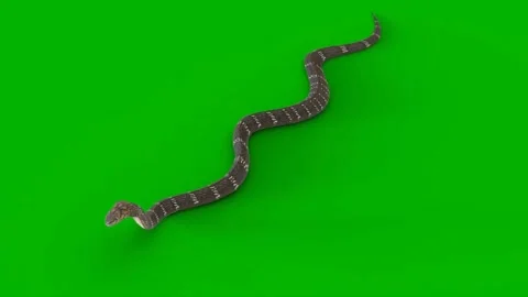Snake Bite Screen Stock Footage ~ Royalty Free Stock Videos | Pond5