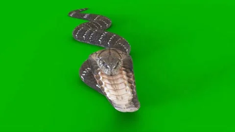 Snake Bite Screen Stock Footage ~ Royalty Free Stock Videos | Pond5