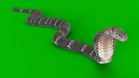 Snake Bite Screen Stock Footage ~ Royalty Free Stock Videos | Pond5