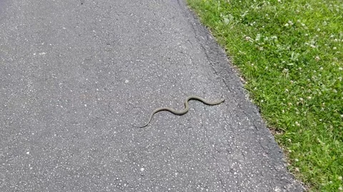 Snake Crossing Stock Video Footage | Royalty Free Snake Crossing Videos ...