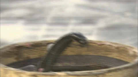 Snakes Dancing Stock Video Footage | Royalty Free Snakes Dancing Videos ...