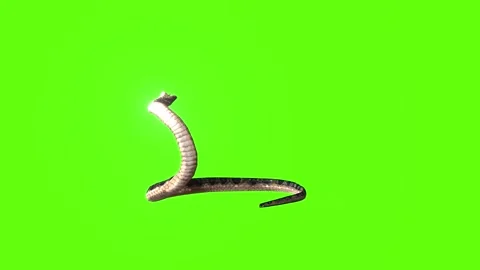 Snake death green screen animation 3D r... | Stock Video | Pond5
