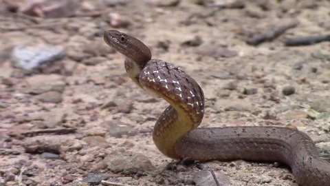 Snake defense position | Stock Video | Pond5