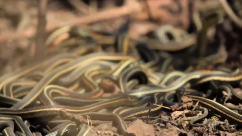 Snake Dens 021 - Slow Motion of Snakes i... | Stock Video | Pond5