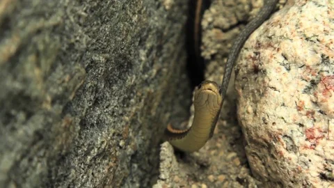 Snake Dens 035 - Snake Peaking Through R... | Stock Video | Pond5