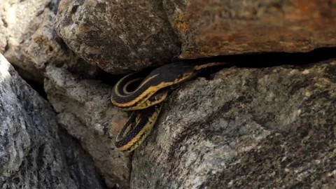 Group Of Snakes Stock Footage ~ Royalty Free Stock Videos | Pond5