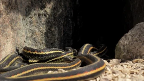 Snake Dens 045 - Snakes goes Through Roc... | Stock Video | Pond5