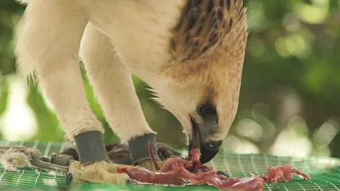 Fresh Meat Face Stock Videos – Royalty-Free HD & 4K Videos | Pond5