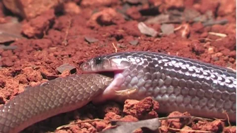 Snake eating another snake on arid dirt ... | Stock Video | Pond5