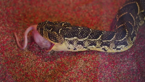 Snake Eating Mouse Stock Video Footage | Royalty Free Snake Eating ...