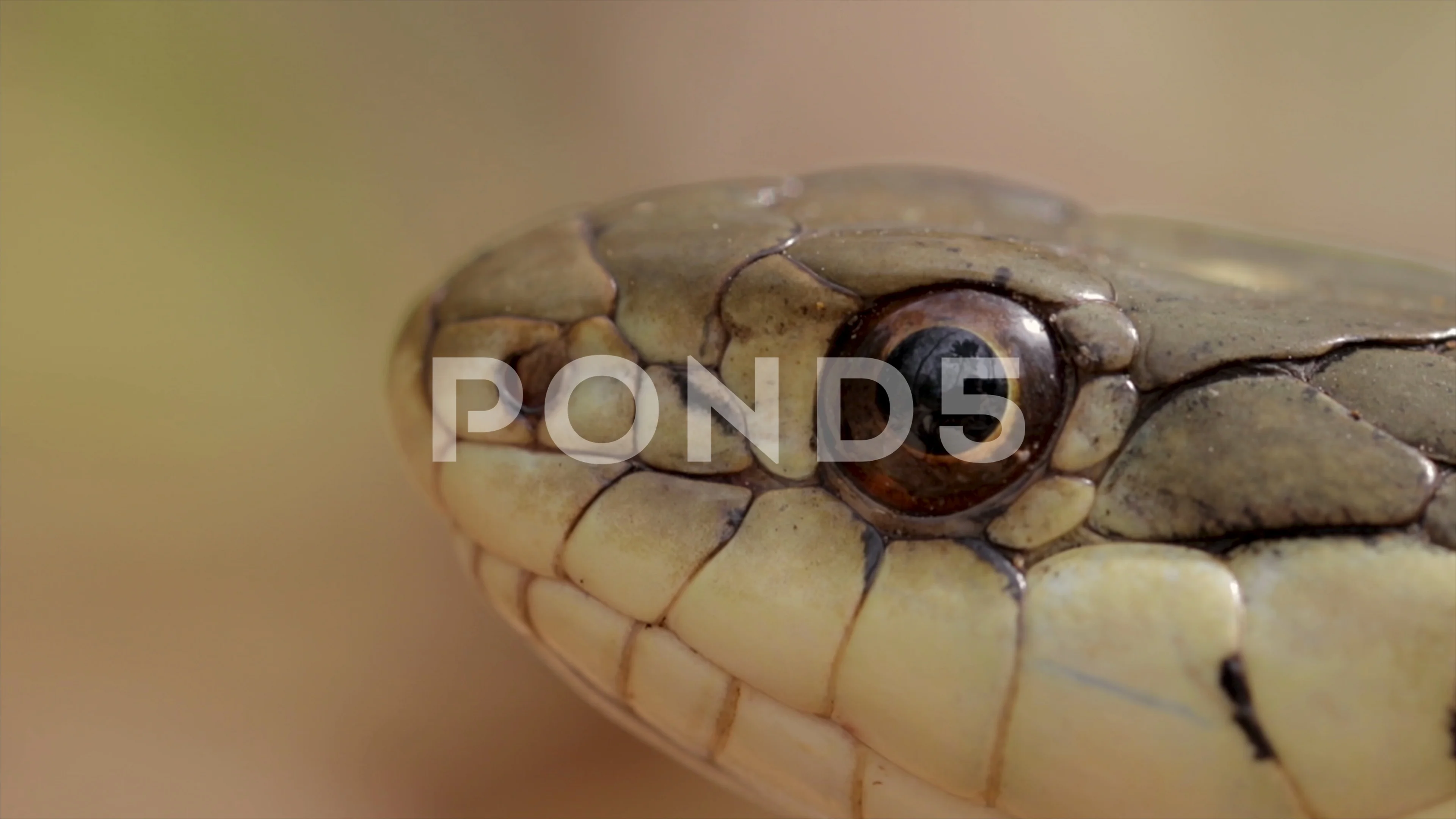 Snake Eye Close Up