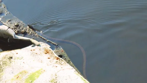Snake floats under the surface of the wa... | Stock Video | Pond5