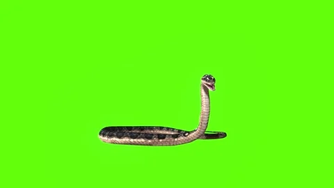 Snake get up green screen animation 3D r... | Stock Video | Pond5