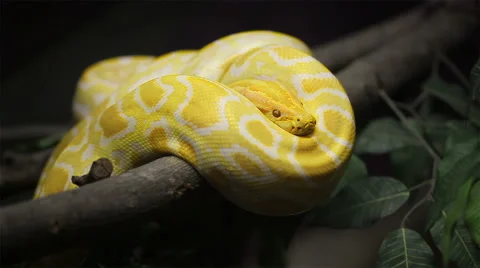 Snake, Golden Thai Python slithers on th... | Stock Video | Pond5