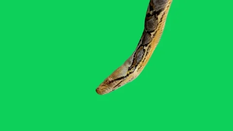 Snake green screen effect 4k, Top choice... | Stock Video | Pond5