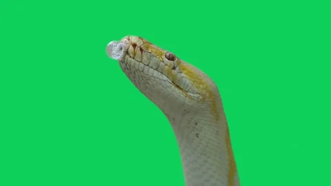 Snake green screen effect 4k, Top choice... | Stock Video | Pond5