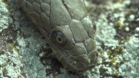 Snake head frozen before attack. Snakes ... | Stock Video | Pond5