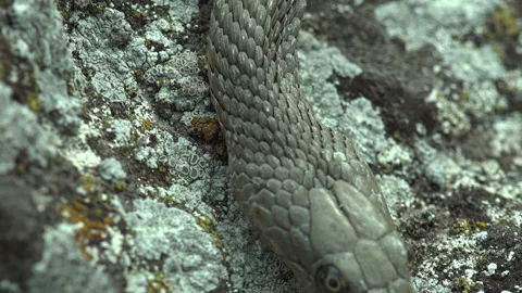 Snake head frozen before attack. Snakes ... | Stock Video | Pond5