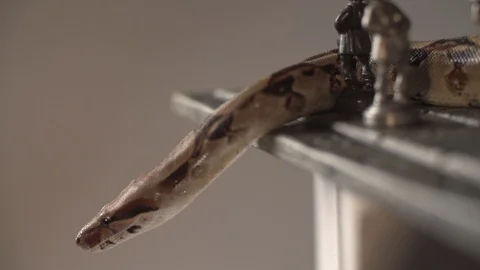 Snake head hanging from iron chess board... | Stock Video | Pond5