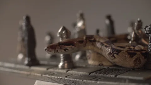 Snake head on iron silver chess board | Stock Video | Pond5