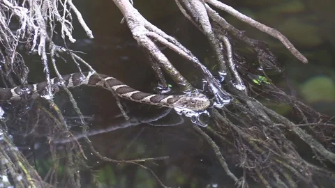 Tree Roots Stock Footage ~ Royalty Free Stock Videos | Pond5