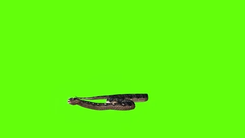 Snake idle green screen animation 3D ren... | Stock Video | Pond5
