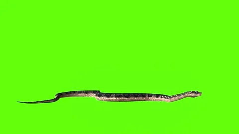 Snake idle green screen animation 3D re... | Stock Video | Pond5
