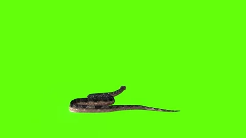 Snake idle green screen animation 3D ren... | Stock Video | Pond5