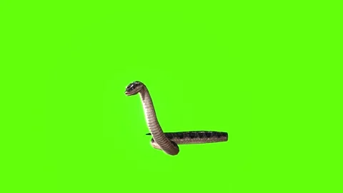 Snake idle look green screen animation 3... | Stock Video | Pond5