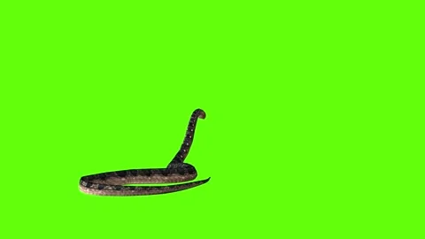 Snake idle look green screen animation 3... | Stock Video | Pond5