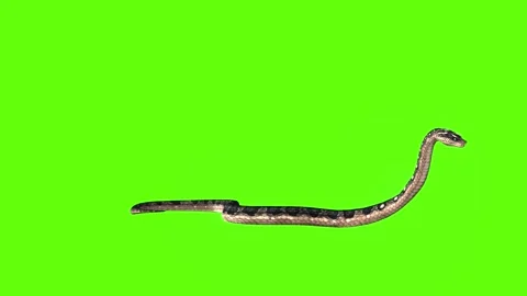 Snake idle look green screen animation 3... | Stock Video | Pond5