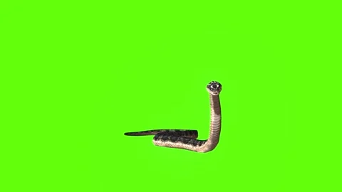 Snake Bite Screen Stock Footage ~ Royalty Free Stock Videos | Pond5