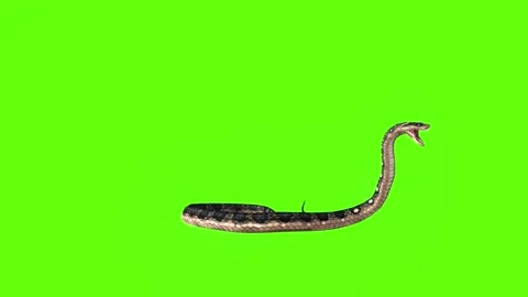 Snake idle stand green screen animation... | Stock Video | Pond5