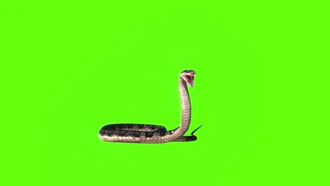 Snake idle stand green screen animation... | Stock Video | Pond5
