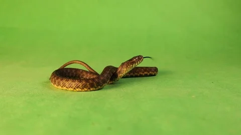 Snake Scales Background Stock Videos – Royalty-Free HD & 4K Videos | Page 2
