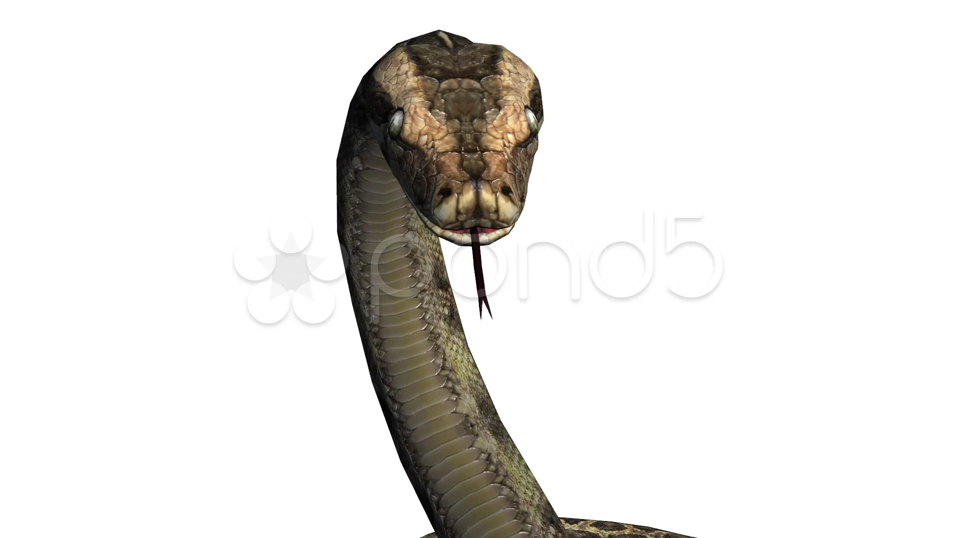 Snake Attack Wallpaper