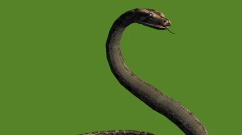 Animal Attack Stock Video Footage | Royalty Free Animal Attack Videos ...