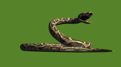 Python Opens Mouth Stock Video Footage | Royalty Free Python Opens ...