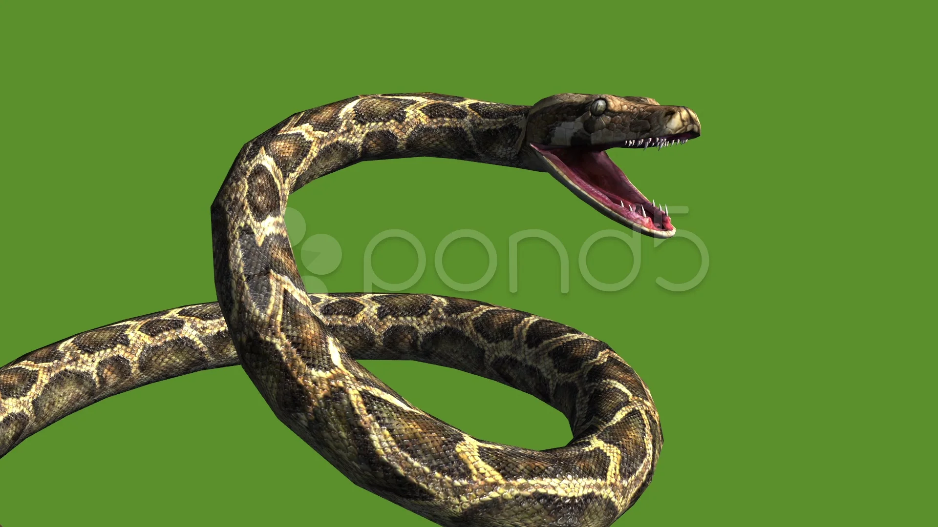 Anaconda Snake With Mouth Open