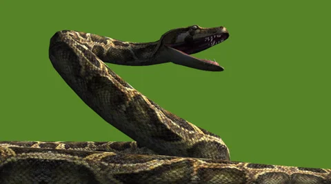 Python Opens Mouth Stock Video Footage | Royalty Free Python Opens ...