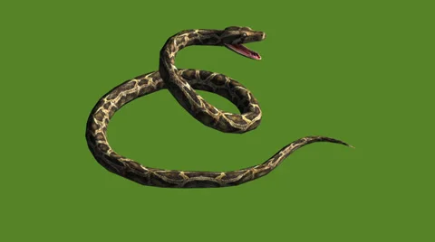 Python Opens Mouth Stock Video Footage | Royalty Free Python Opens ...