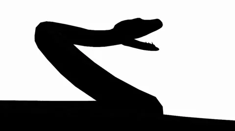 Python Opens Mouth Stock Video Footage | Royalty Free Python Opens ...