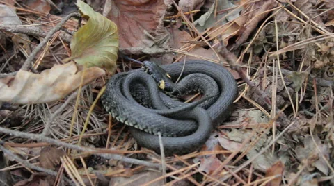 snake lies and sizzle in the forest. Gra... | Stock Video | Pond5